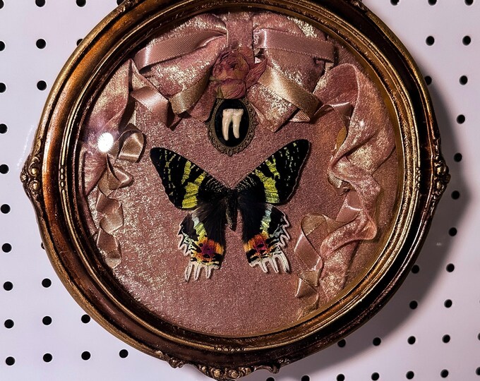 Madagascan Sunset Moth - Bubble Glass Frame - Etsy