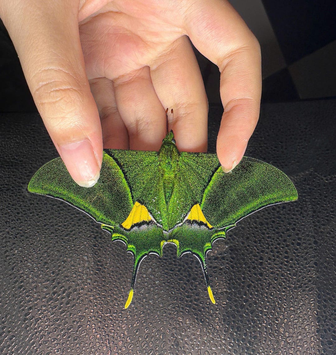 RARE + LIMITED STOCK Teinopalpus Imperialis / Kaisar-i-hind / Indian ...