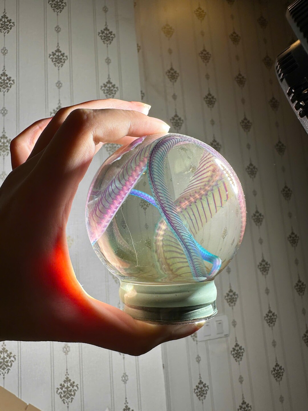 Diaphonized Snake Specimen in Globe - Etsy