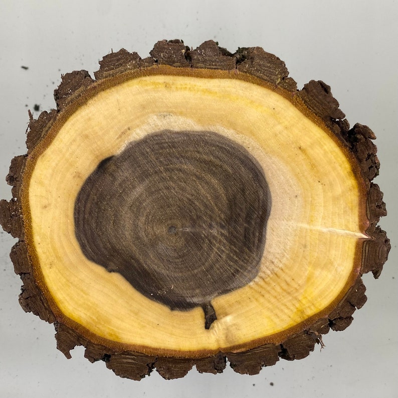 Missouri Black Walnut Bowl Blank - Etsy