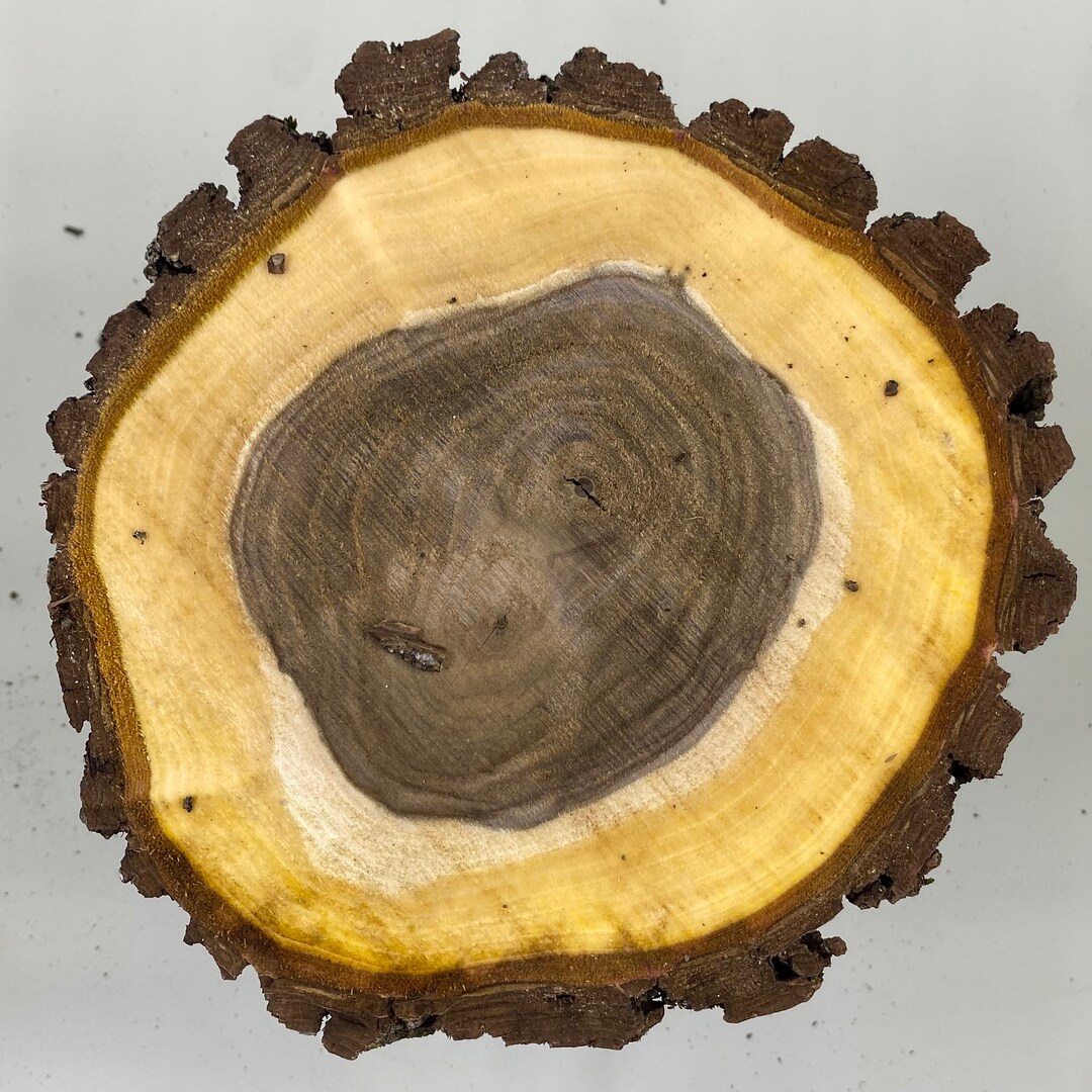 Missouri Black Walnut Bowl Blank - Etsy