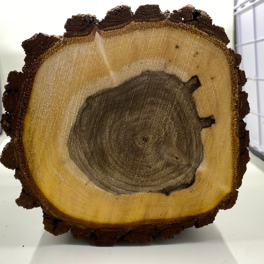 Missouri Black Walnut Bowl Blank - Etsy