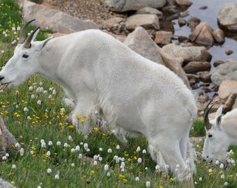 Mountain Goat Photography Print | Colorado Art | Colorado Photography ...