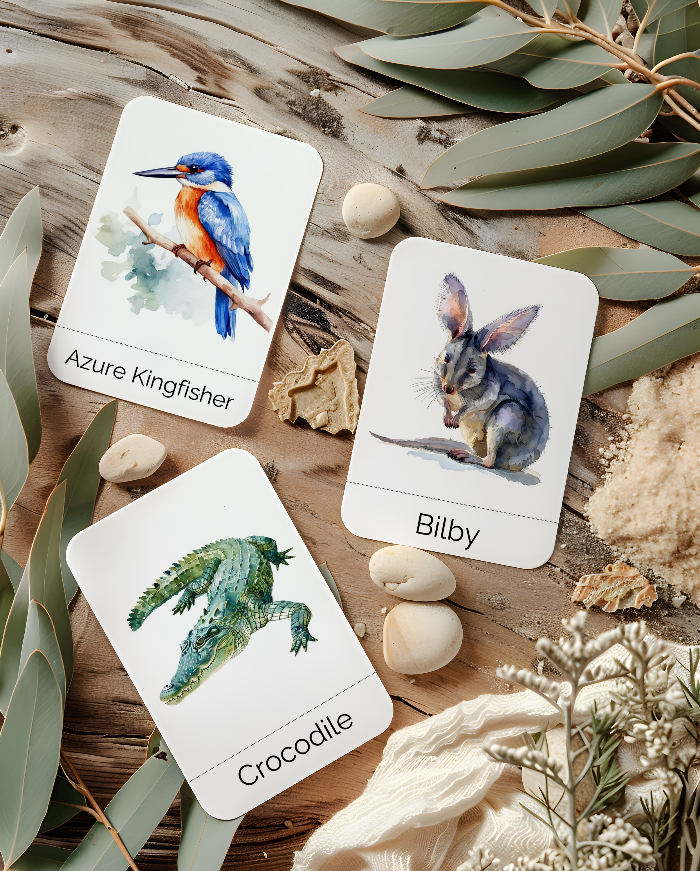 Australian Animal Alphabet Flash Cards ABC Cards Australia Flashcards ...