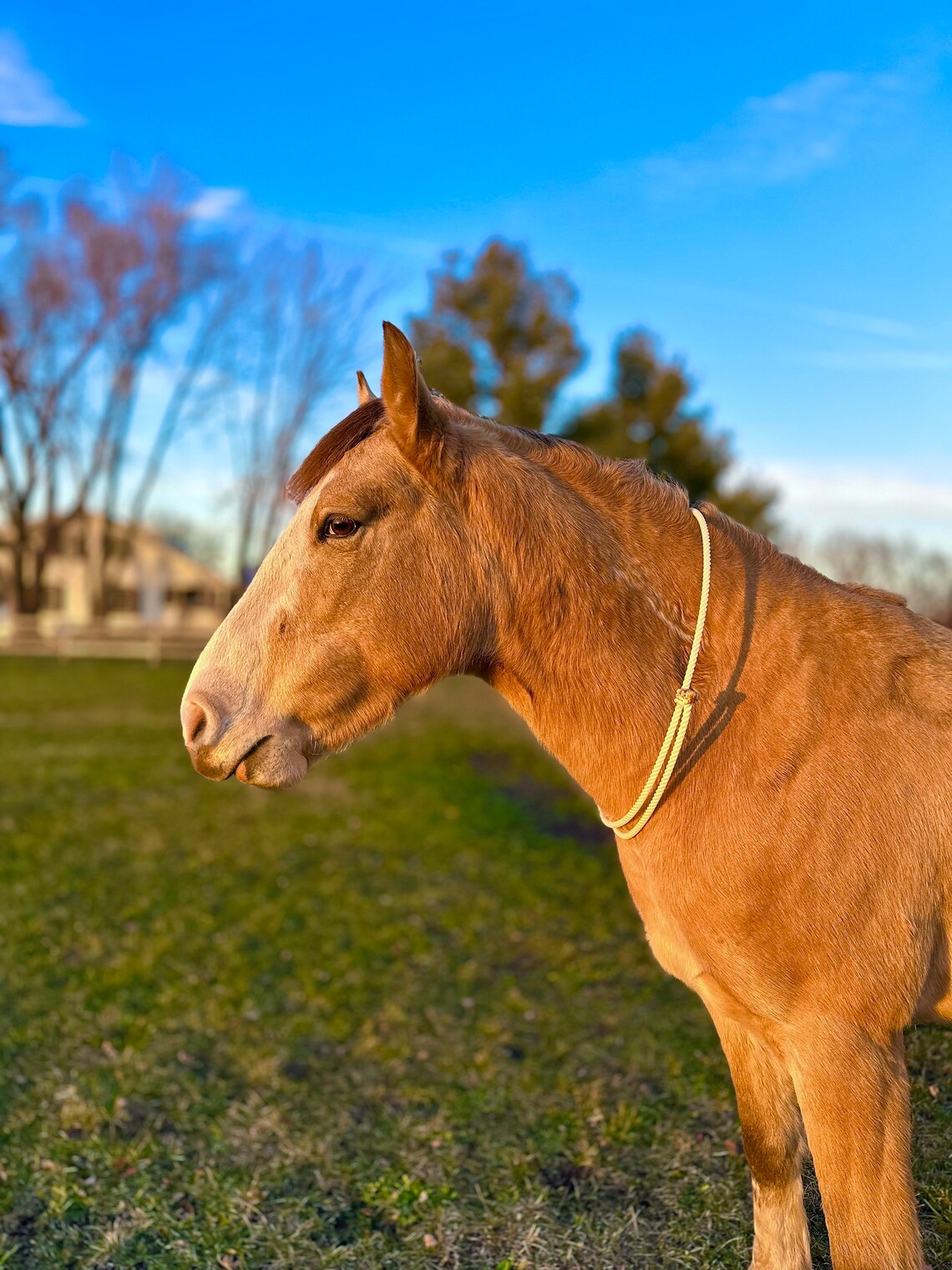 Lariat Liberty Horse Sliding Neck Ring Cordeo for Bridleless Riding ...