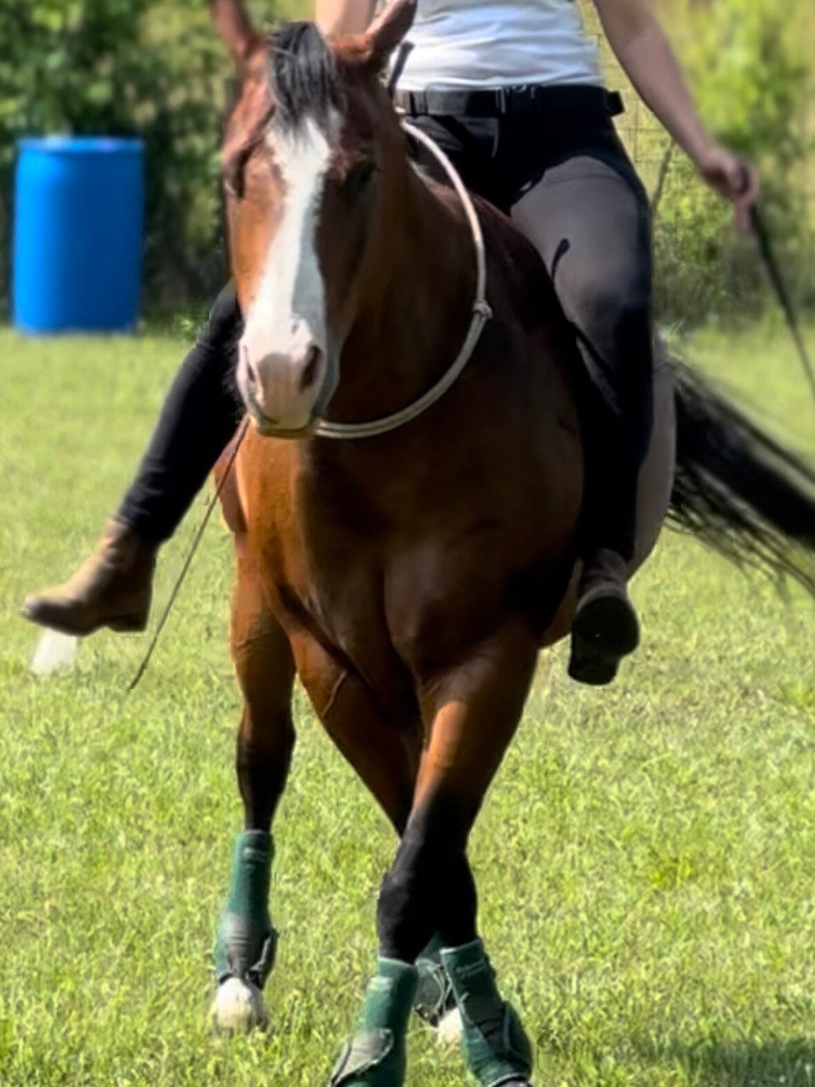 Lariat Liberty Horse Sliding Neck Ring Cordeo for Bridleless Riding ...