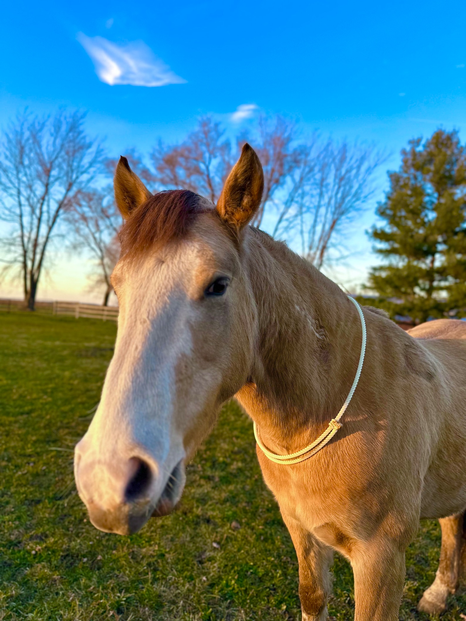 Lariat Liberty Horse Sliding Neck Ring Cordeo for Bridleless Riding ...