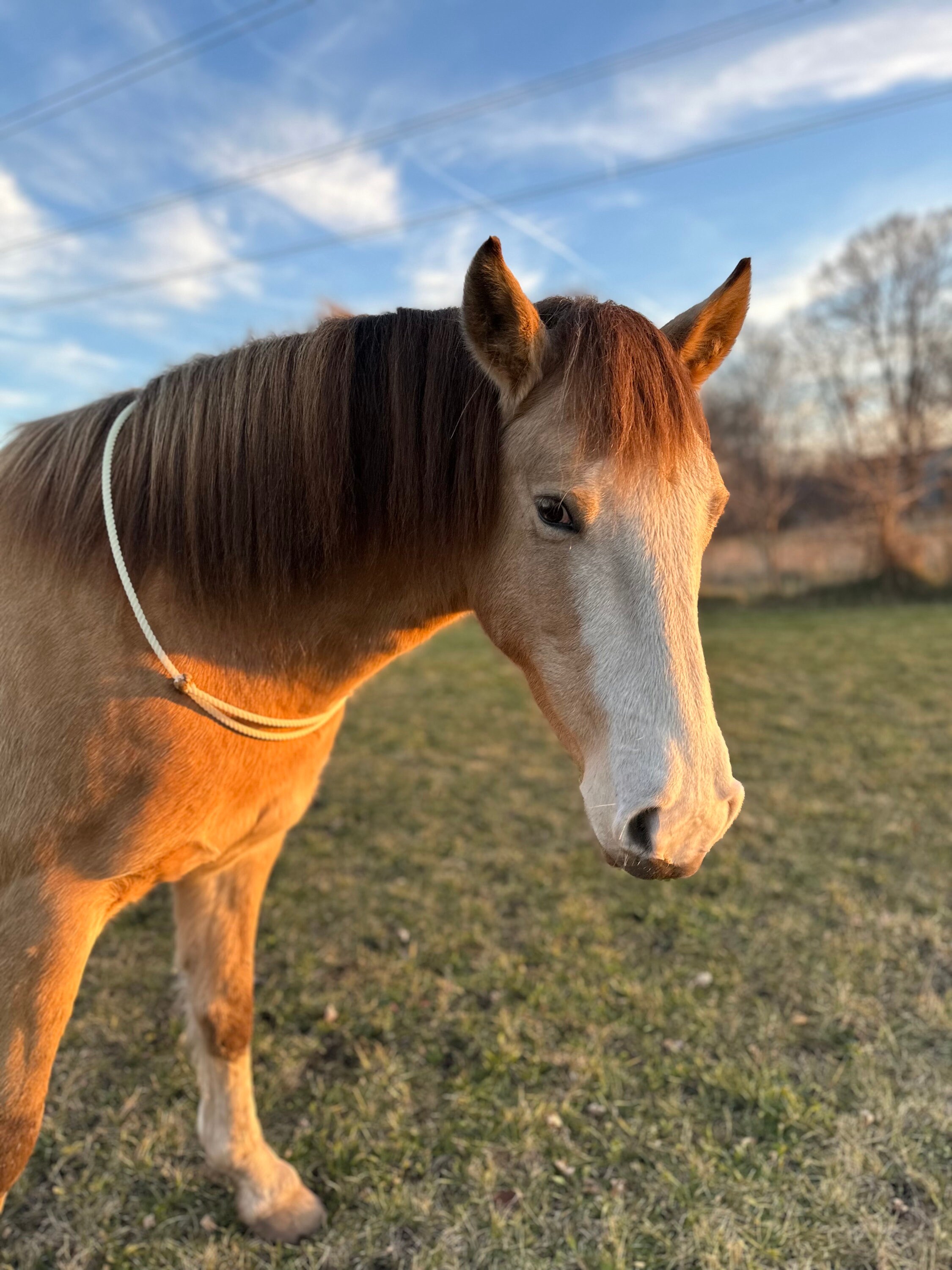 Lariat Liberty Horse Sliding Neck Ring Cordeo for Bridleless Riding ...