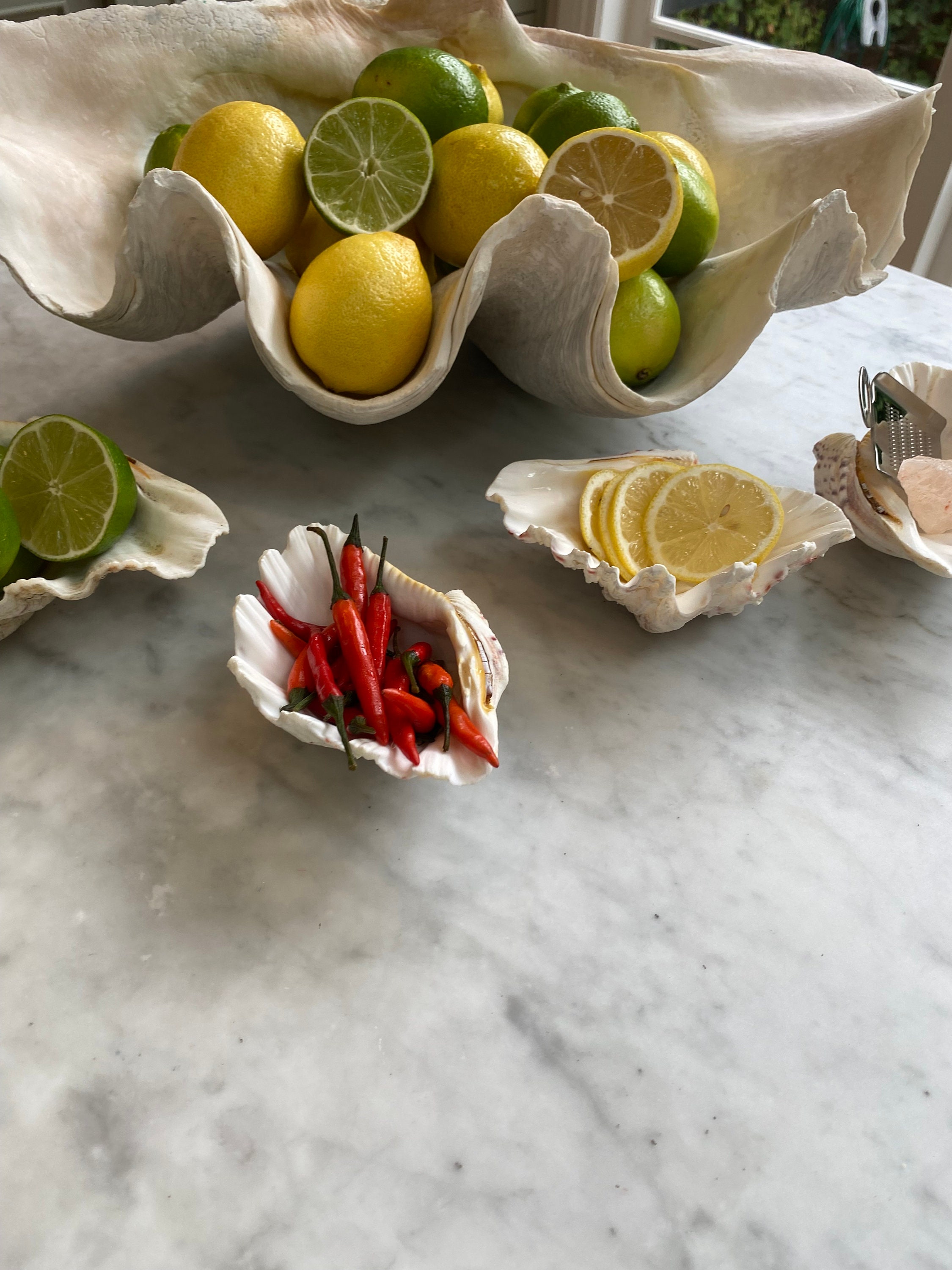 Small Clam Shell - Etsy