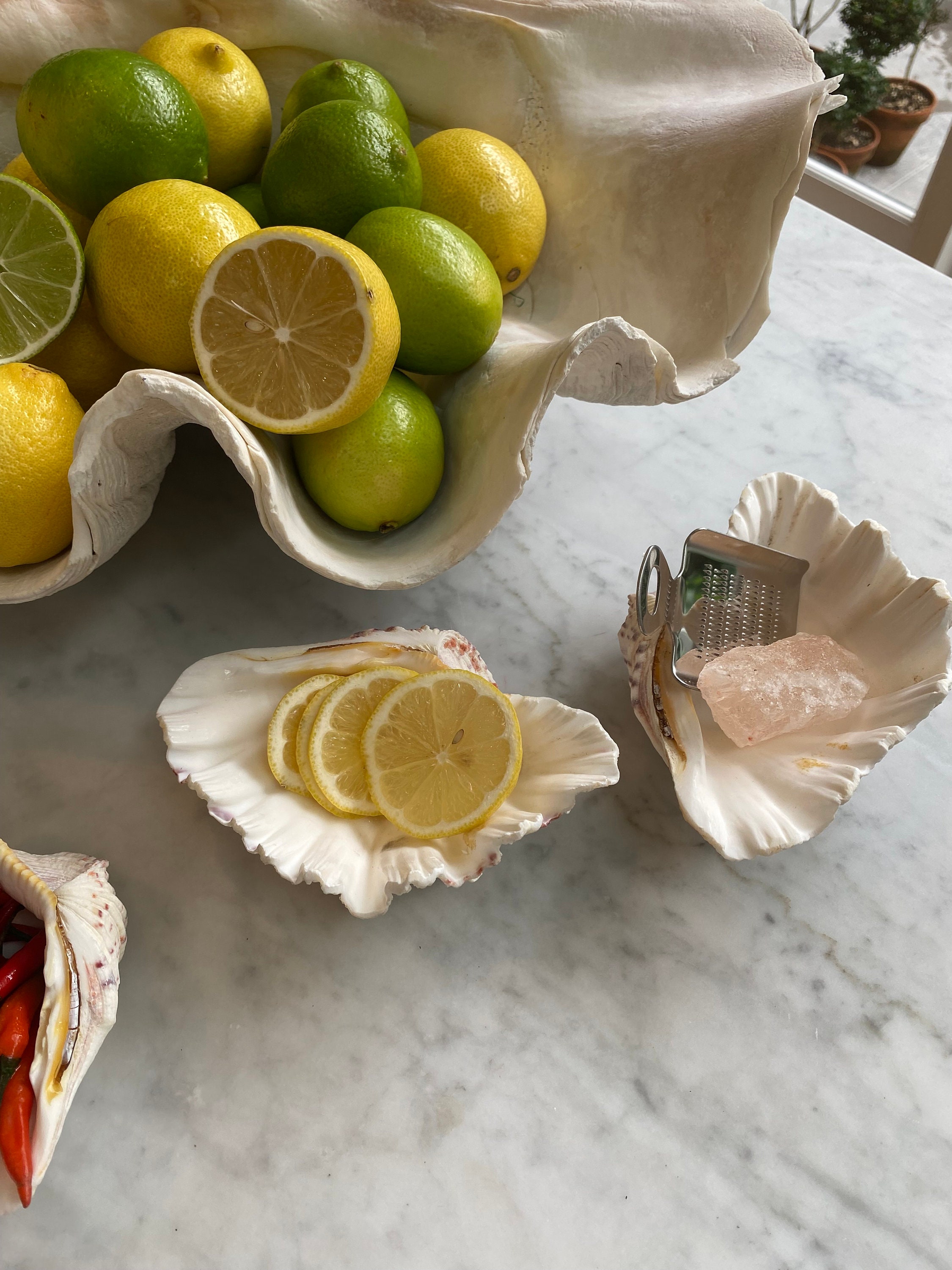 Small Clam Shell - Etsy