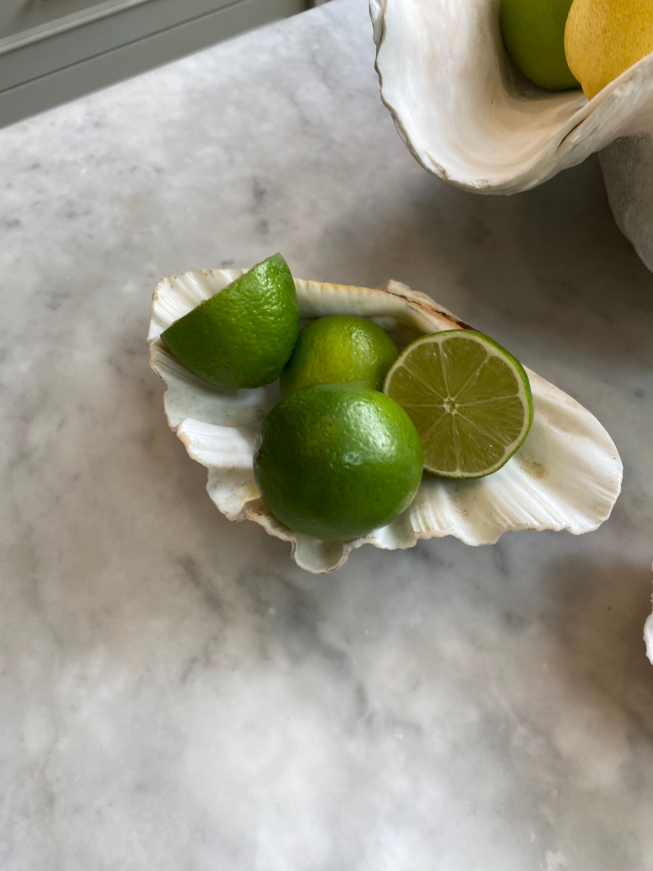 Small Clam Shell - Etsy