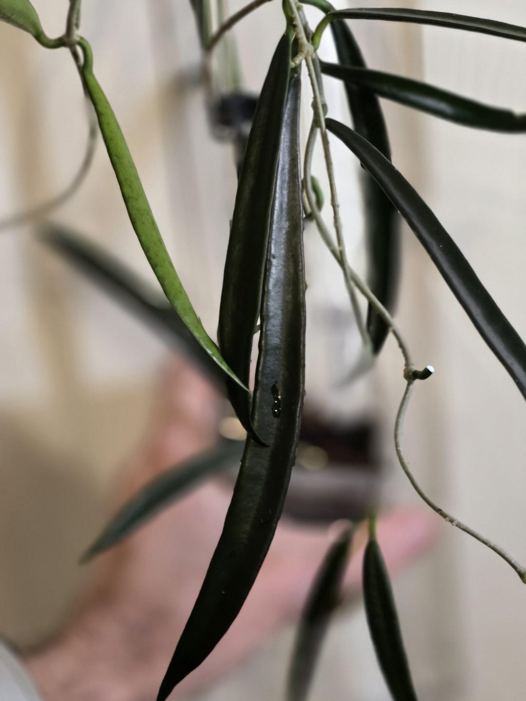 Hoya Shepherdii Unrooted 2 Leaf Cutting - Etsy