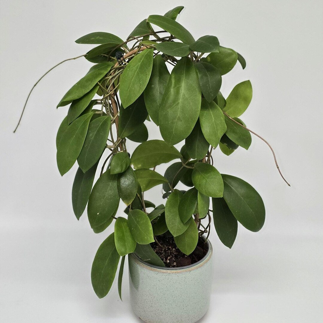 Hoya Mindorensis Unrooted 2 Leaf Cutting - Etsy