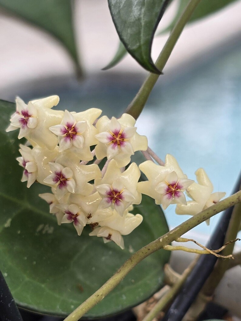 Hoya Mutated Parasitica Black Margin Splash 1 Leaf Unrooted Cutting - Etsy