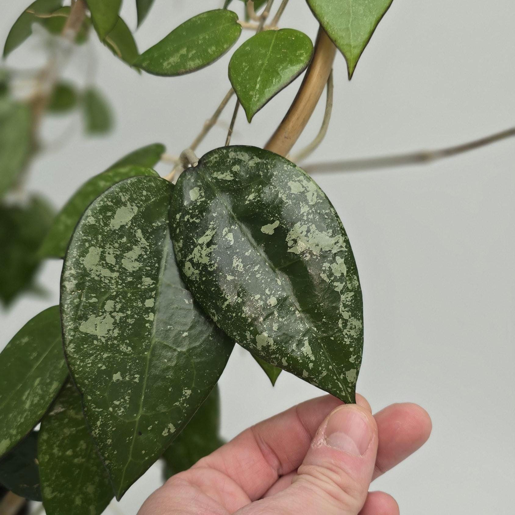 Hoya Mutated Parasitica Black Margin Splash 1 Leaf Unrooted Cutting - Etsy