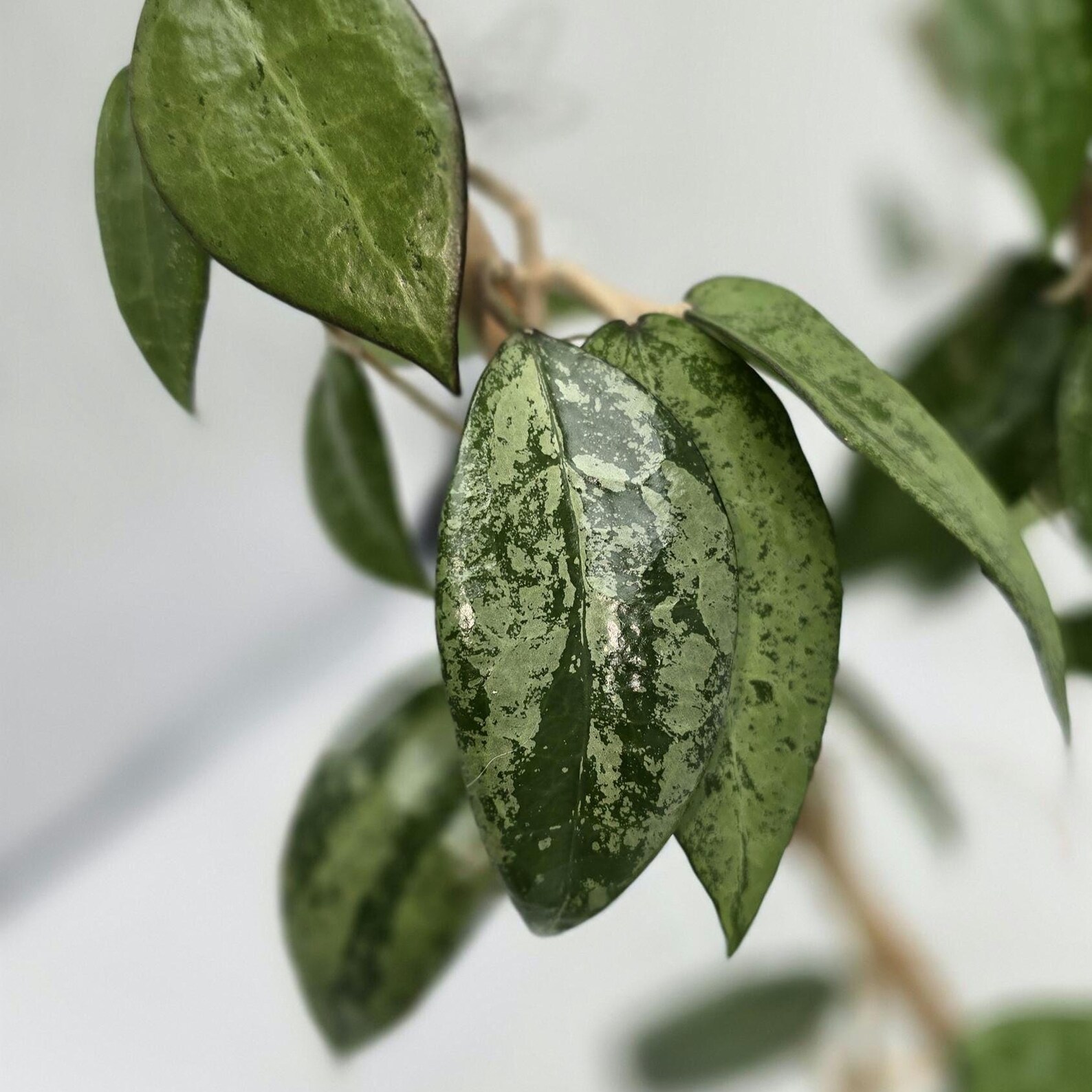 Hoya Mutated Parasitica Black Margin Splash 1 Leaf Unrooted Cutting - Etsy