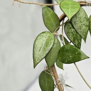 Hoya Mutated Parasitica Black Margin Splash 1 Leaf Unrooted Cutting - Etsy