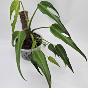 Monstera Burle Marx Flame on Totem - Etsy