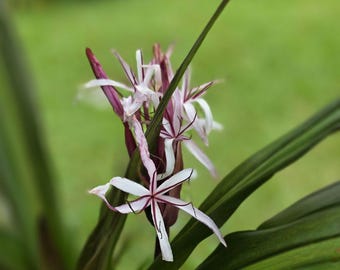 Queen Emma Plant, Crinum Lily Plant - Etsy