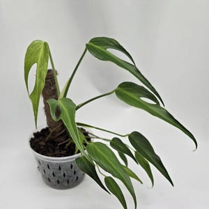 Monstera Burle Marx Flame on Totem - Etsy