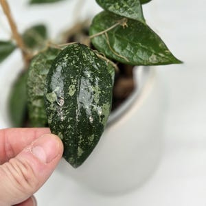 Hoya Mutated Parasitica Black Margin Splash 1 Leaf Unrooted Cutting - Etsy