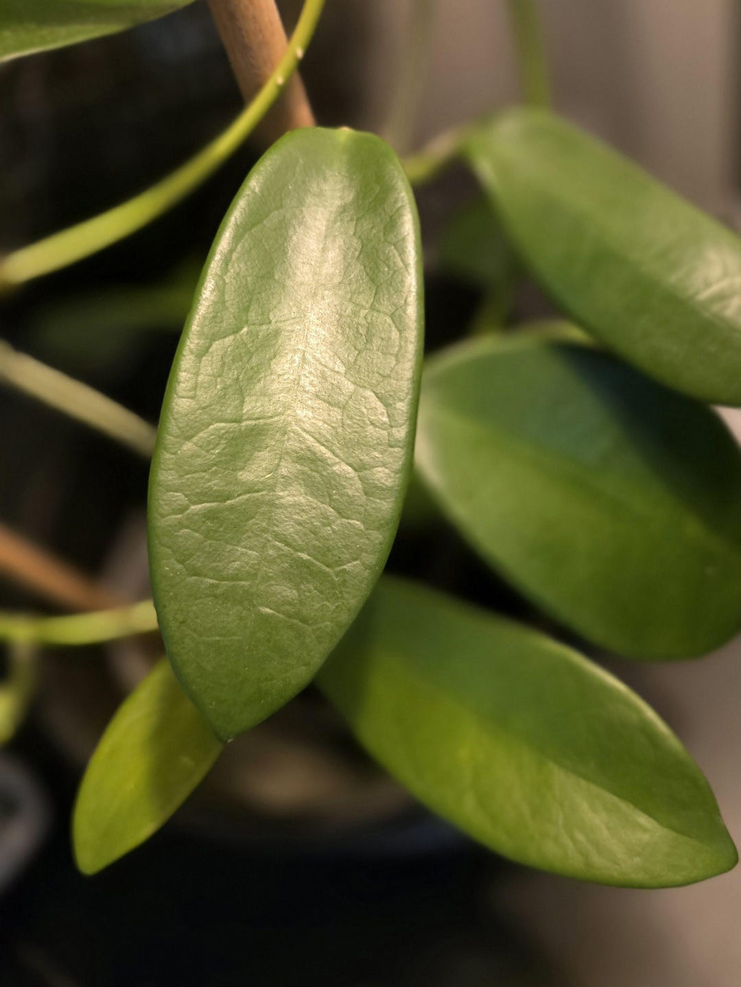 Hoya Meliflua Unrooted 1 Leaf Cutting - Etsy