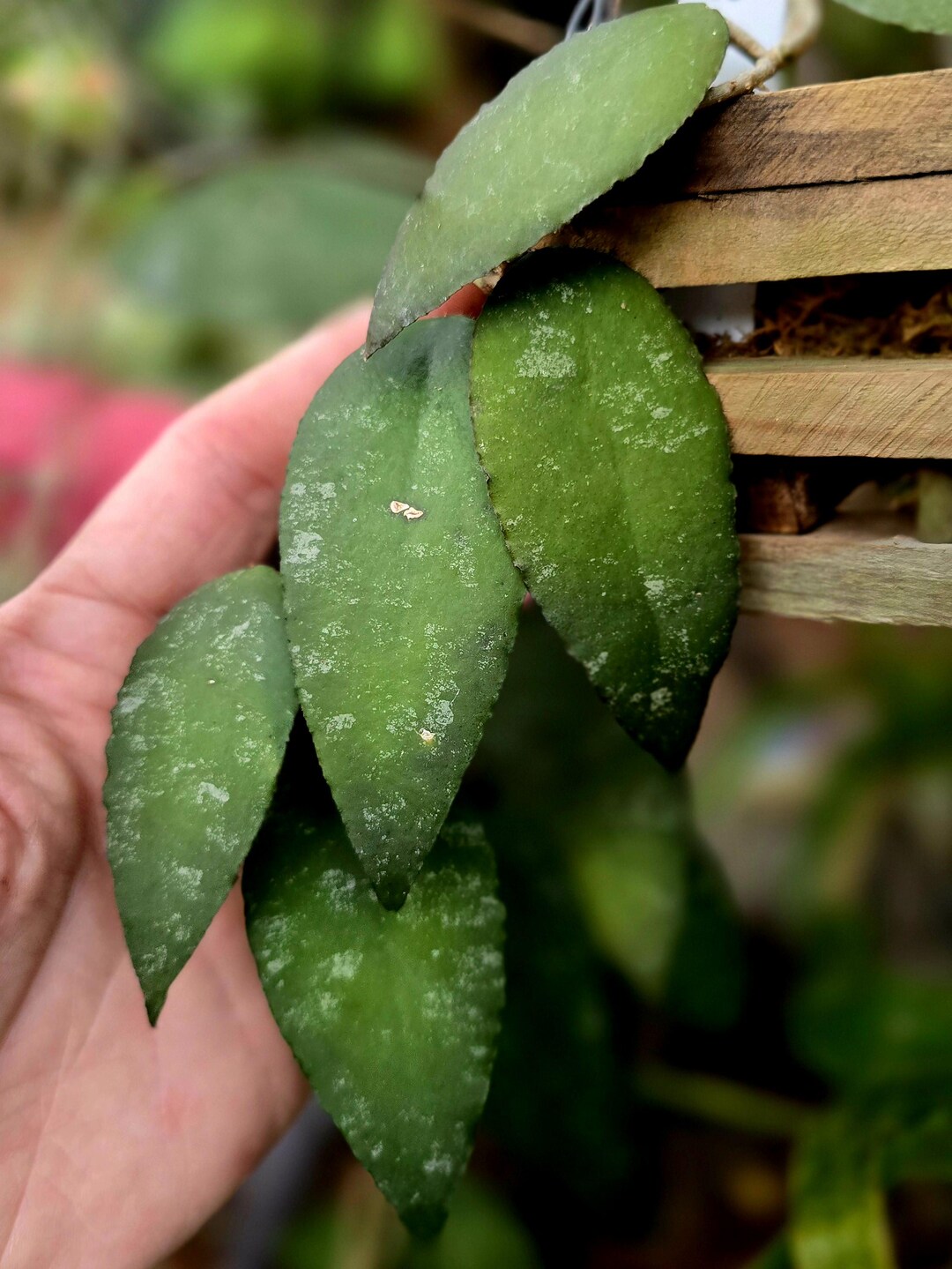 Hoya Caudata Sumatra Unrooted 1 Leaf Cutting - Etsy