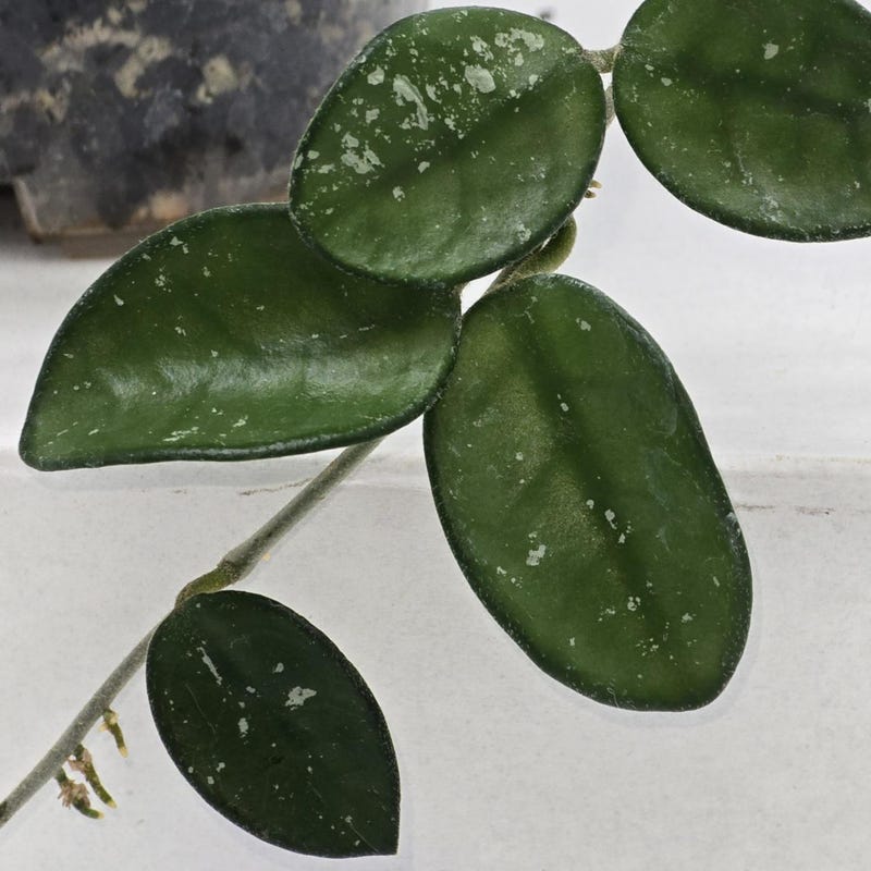 Hoya Mathilde - Etsy