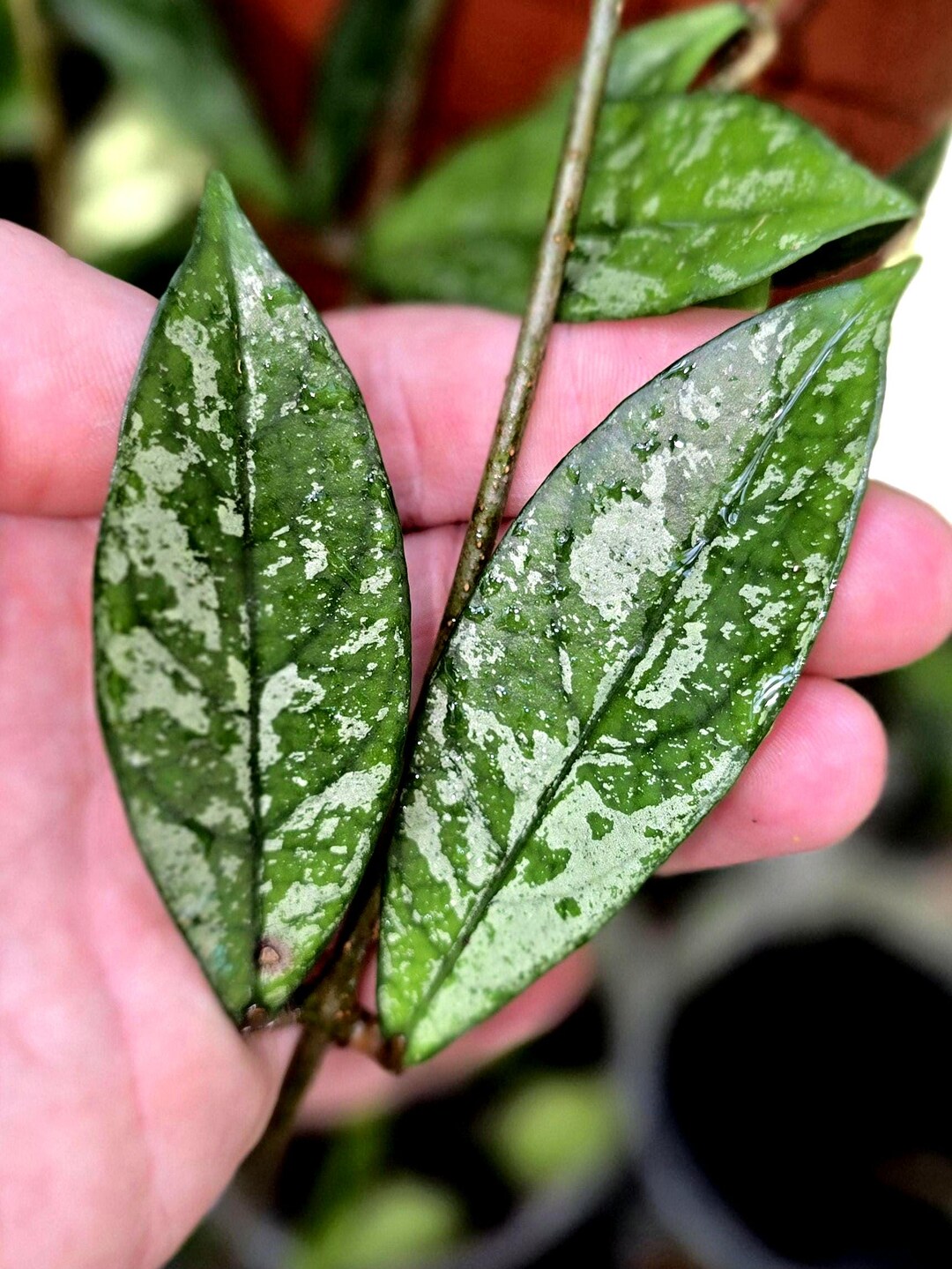Hoya Crassipetiolata Splash Unrooted 2 Leaf Cutting - Etsy