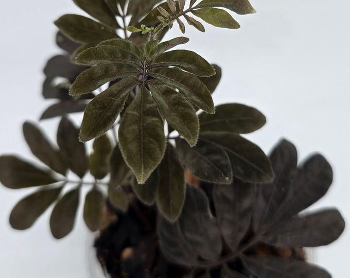 Solanum Uleanum 4" Pot - Etsy