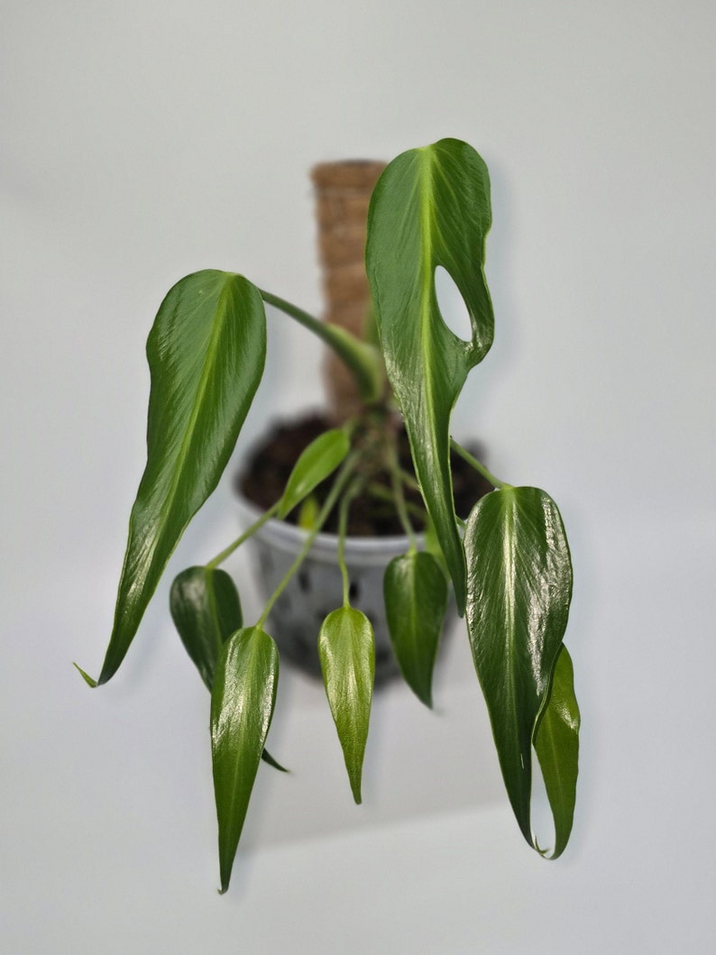 Monstera Burle Marx Flame - Etsy