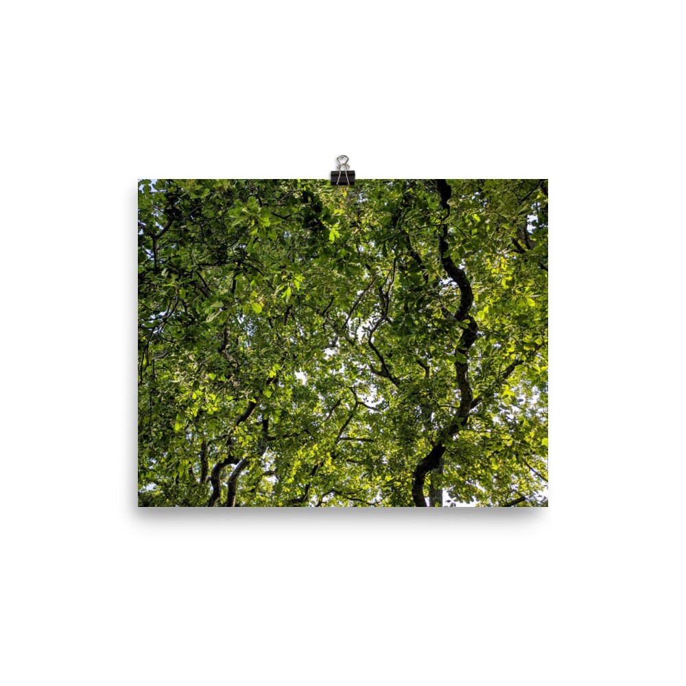 Oak Tree Design Poster Small 8 X 10 Exclusive Forest Leaves Image Green ...