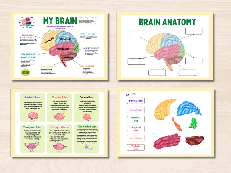Human Anatomy Busy Book Printable Preschool Worksheets Homeschool ...