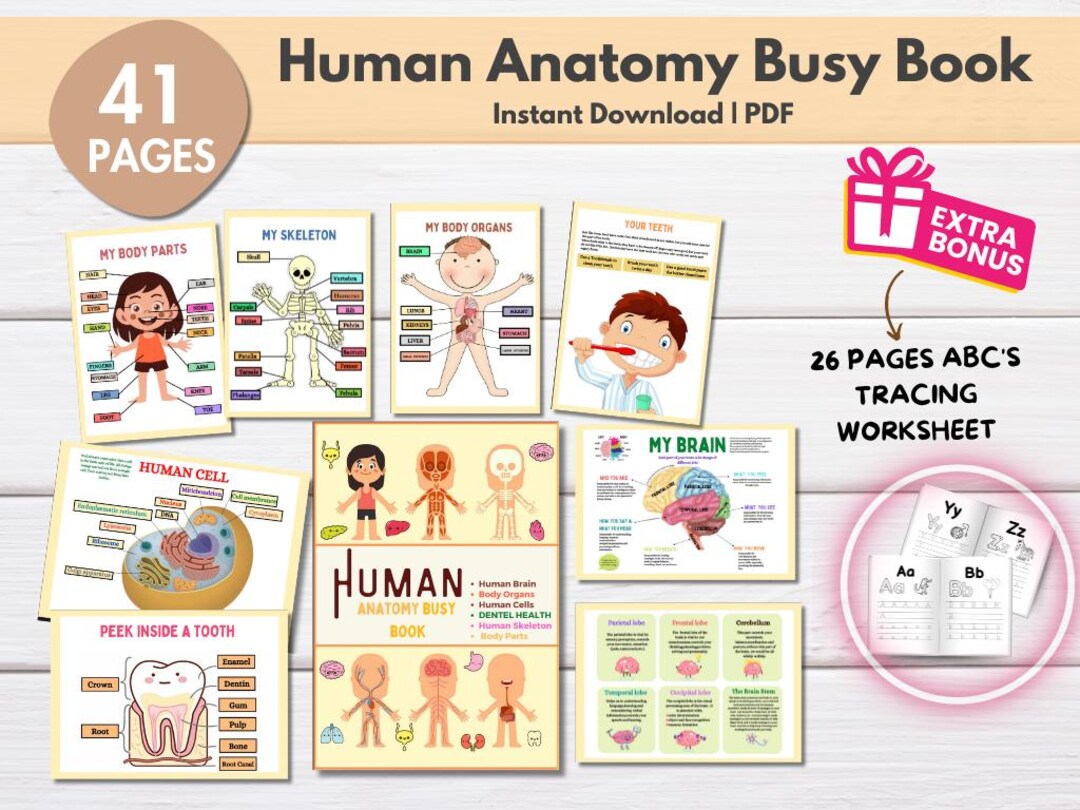 Human Anatomy Busy Book Printable Preschool Worksheets Homeschool ...
