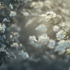 Blooming White Flowers Digital Backdrop! Spring Backdrop, Summer ...