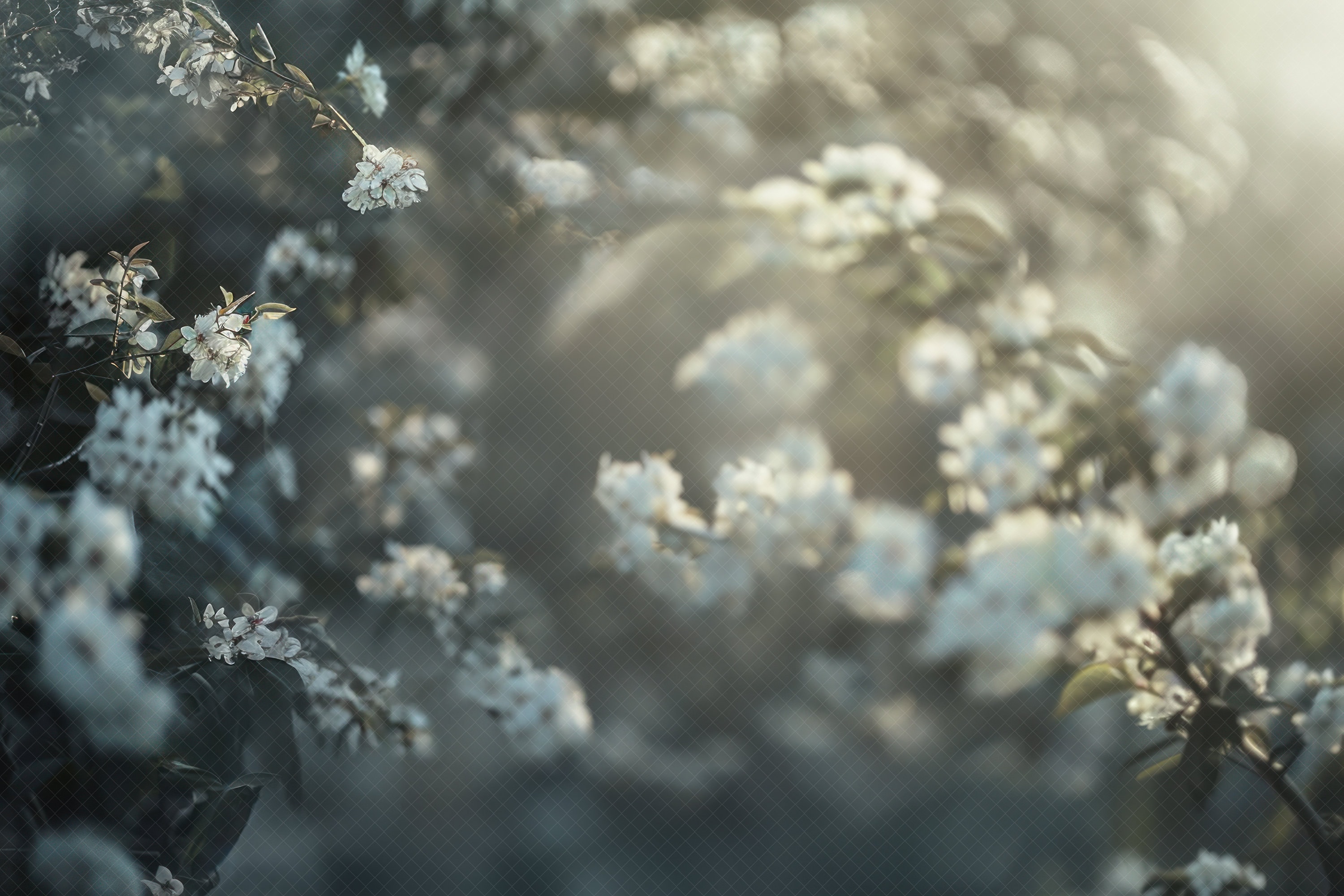 Blooming White Flowers Digital Backdrop Spring Backdrop, Summer ...