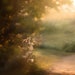 Ethereal Sunset Path Digital Backdrop! Fine Art Backdrop, Sunset ...