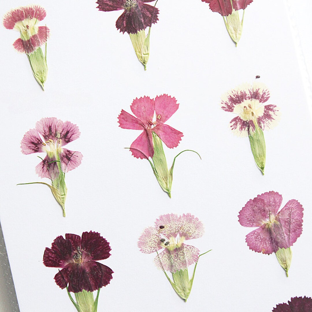 12pcs Dried Carnation Pressed Flowers Petals, Natural Flower Head for ...