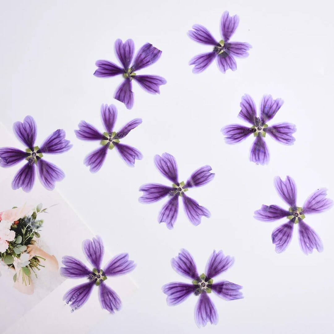 Dried Pressed Malva Sylvestris Flower, 12-100pcs, Real Flower Head, for ...