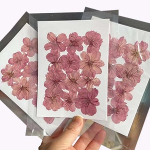 Natural Cherry Blossom Dried Pressed Flowers, 24pcs, Gradient Color ...