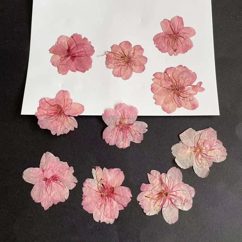 Natural Cherry Blossom Dried Pressed Flowers, 24pcs, Gradient Color ...