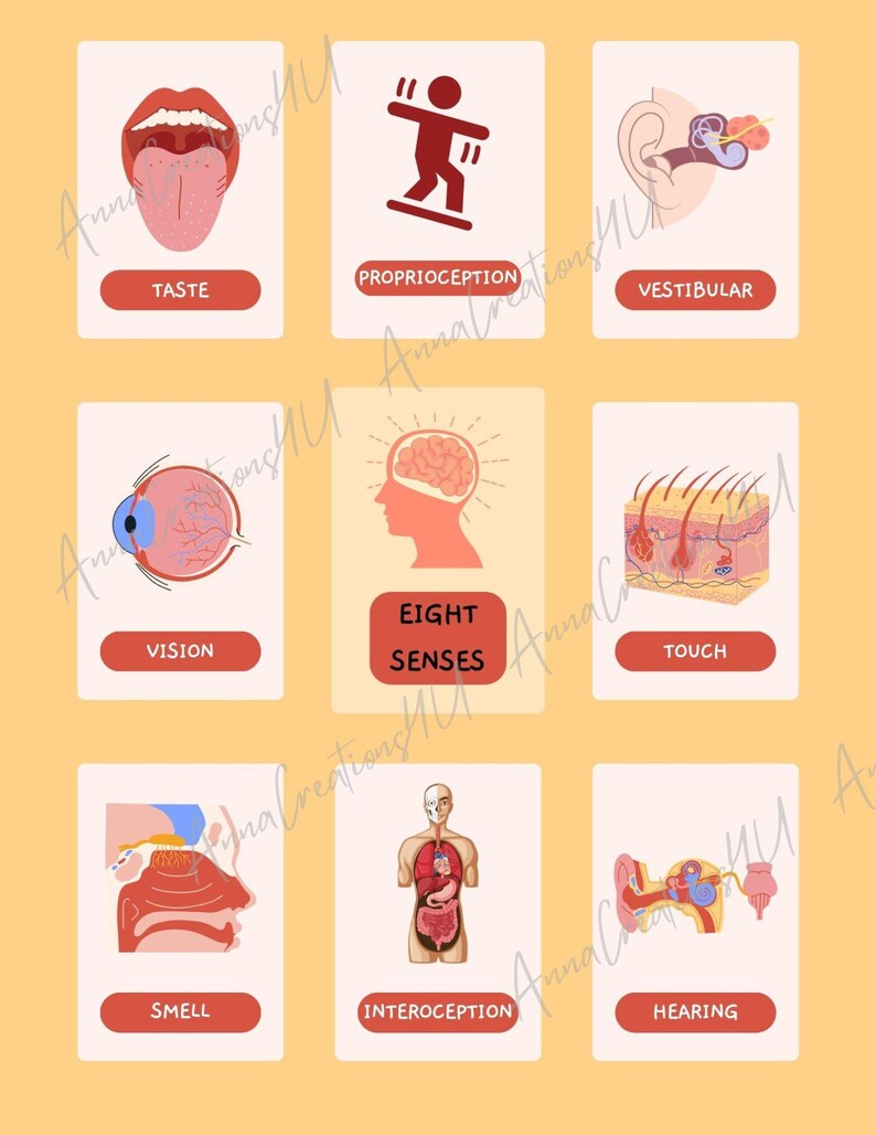 Sensory Processing Disorder, Autism Spectrum, Attention-deficit ...