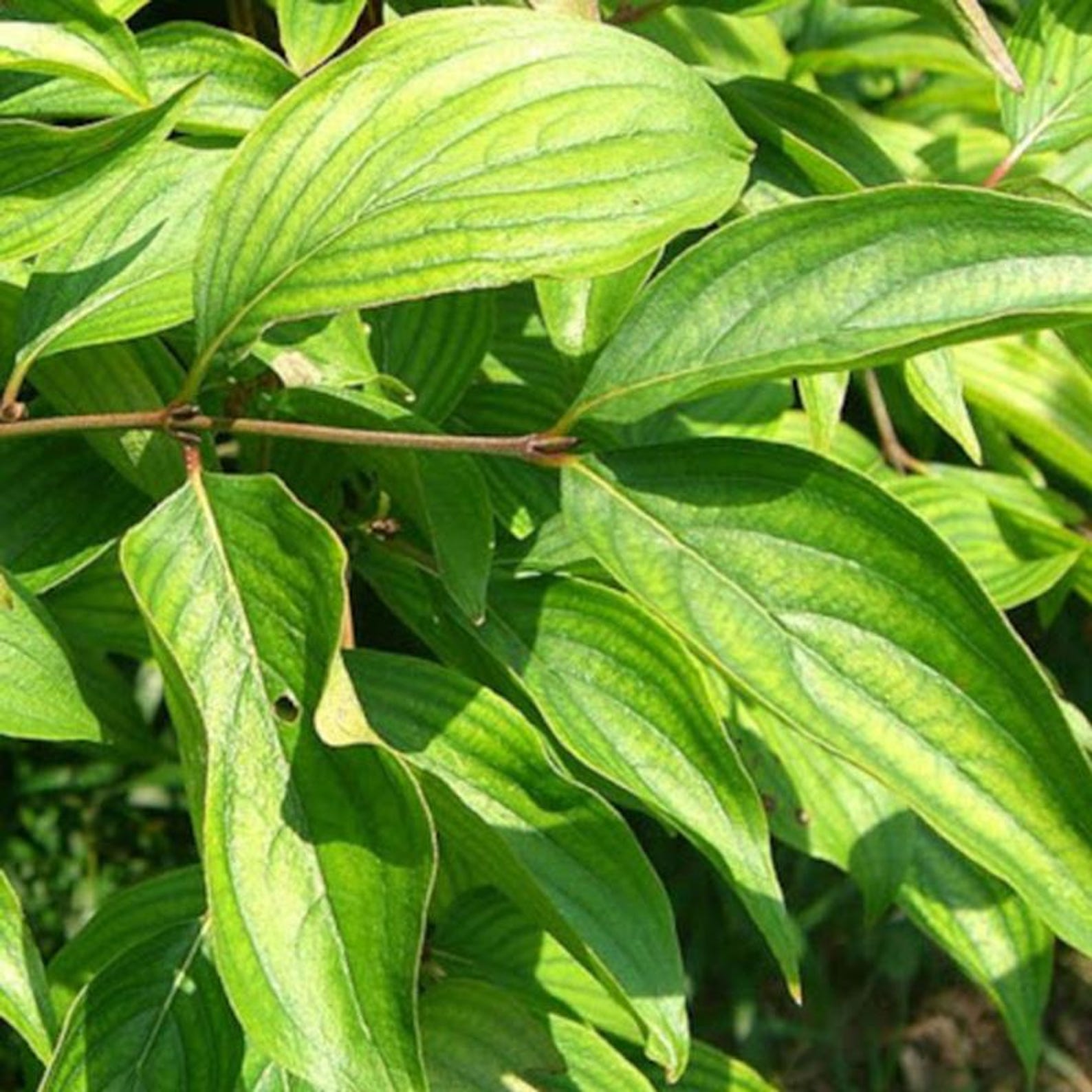 Cornus Mas (cornelian Cherry) Tree Seeds, Moderate Size, Early Bloomer ...