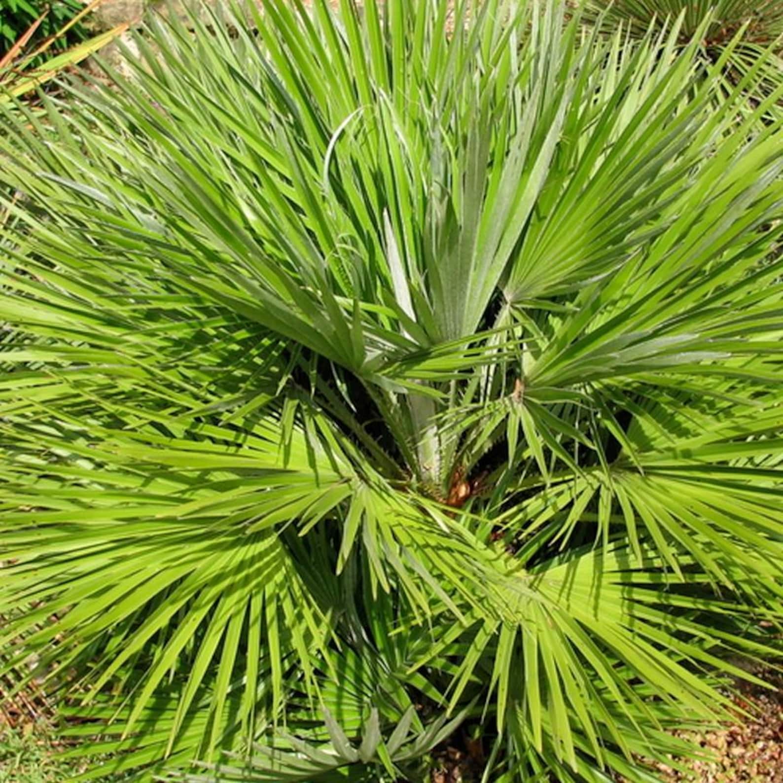 Chamaerops Humilis (european Fan Palm) Tree Seeds, Tough and Hardy, Low ...