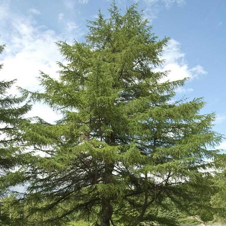 Larix Kaempferi (leptolepis) (japanese Larch) Tree Seeds, Graceful Form ...