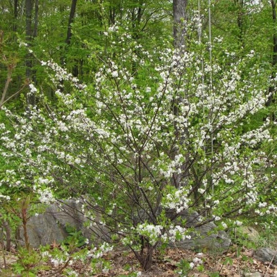 Prunus Maritima (beach Plum) Fruit Seeds, Thrives in Harsh Coastal ...