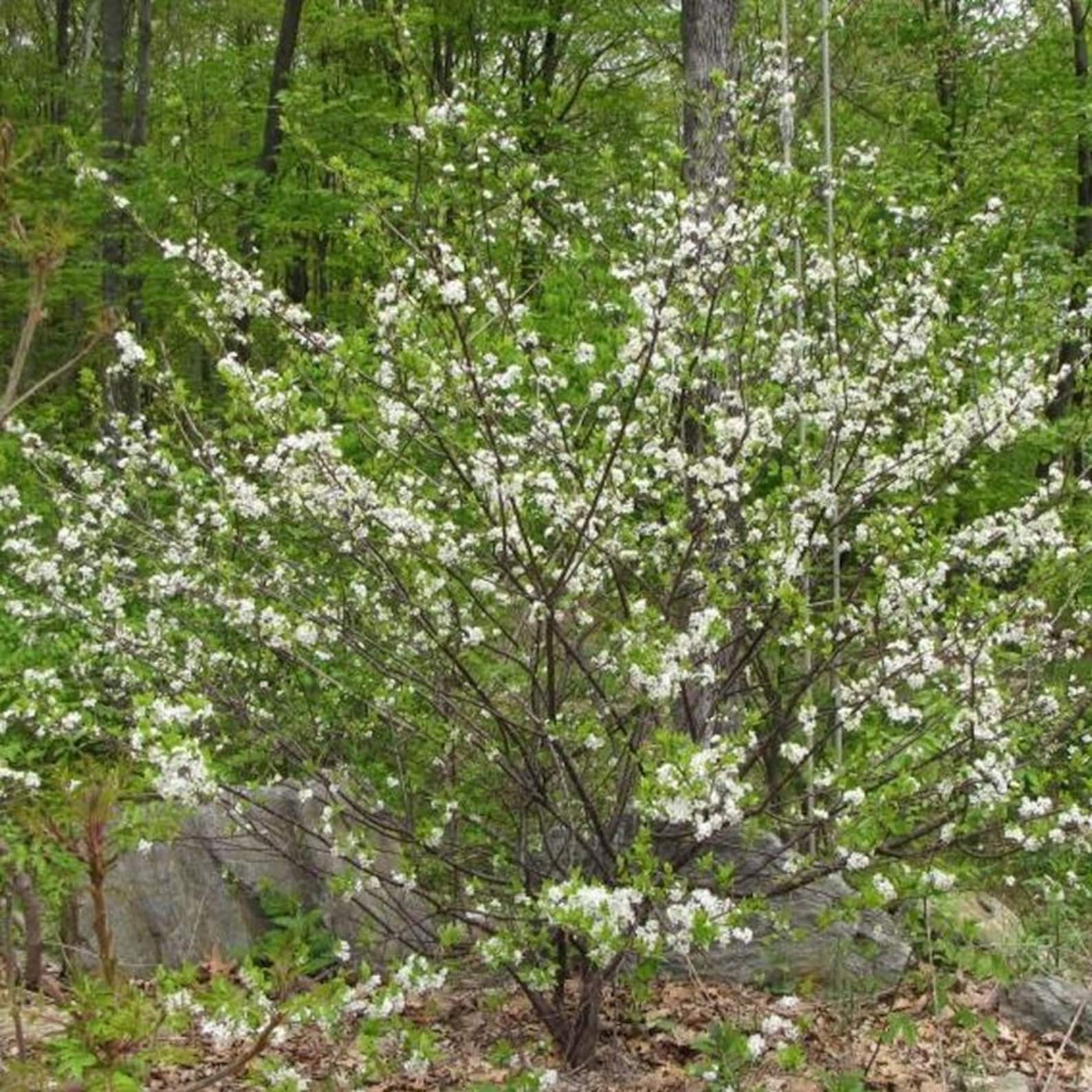 Prunus Maritima (beach Plum) Fruit Seeds, Thrives in Harsh Coastal ...