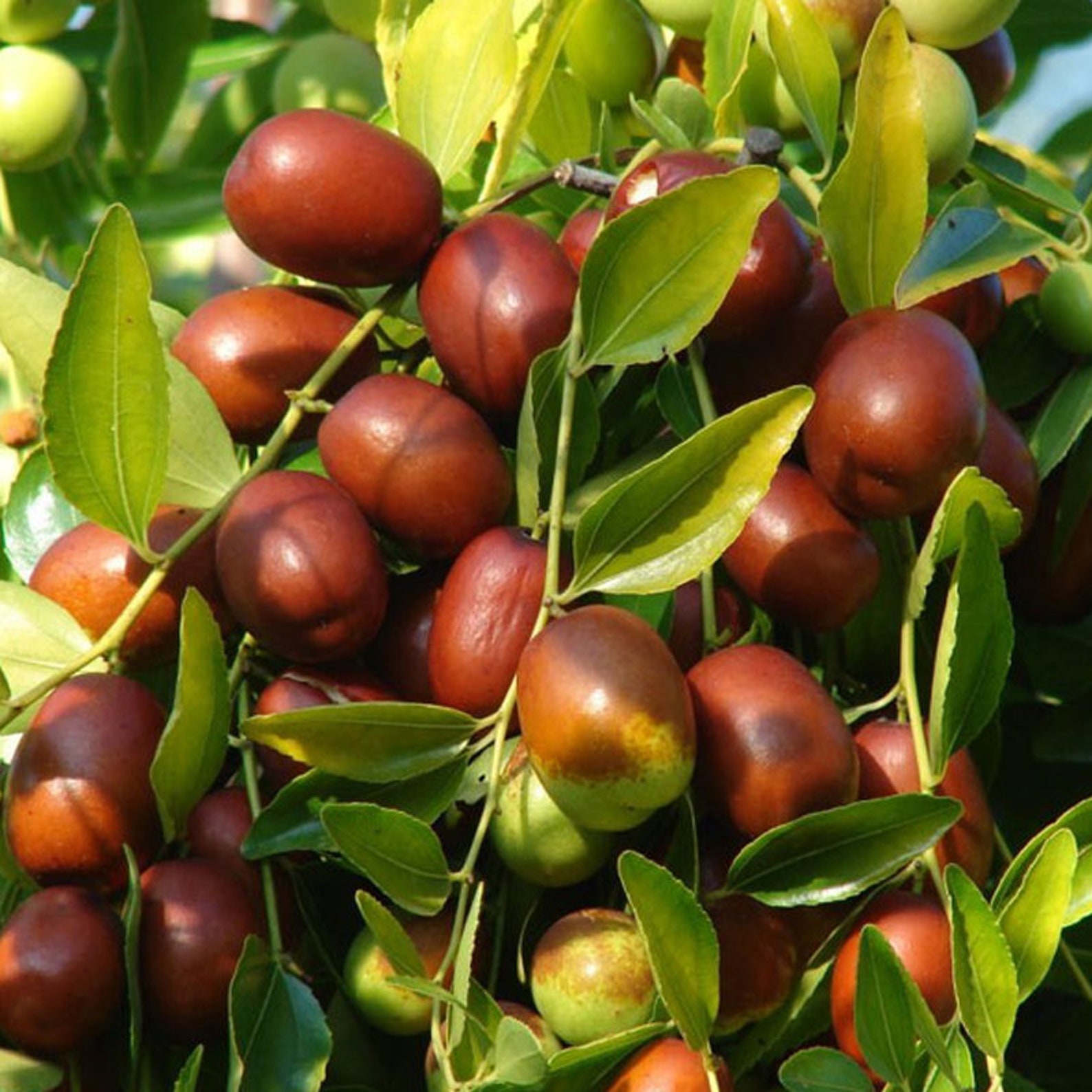 Ziziphus Jujuba (jujube, Chinese Date) Fruit Seeds, Sweet, Tangy Fruits ...