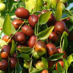 Ziziphus Jujuba (jujube, Chinese Date) Fruit Seeds, Sweet, Tangy Fruits ...