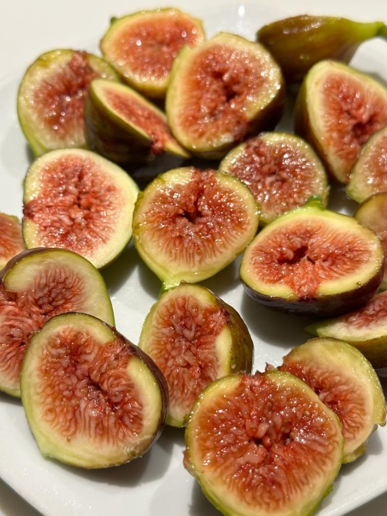 Sal's Fig - Cuttings, Cold-hardy Sal's Fig Produces Small, Dark Figs ...